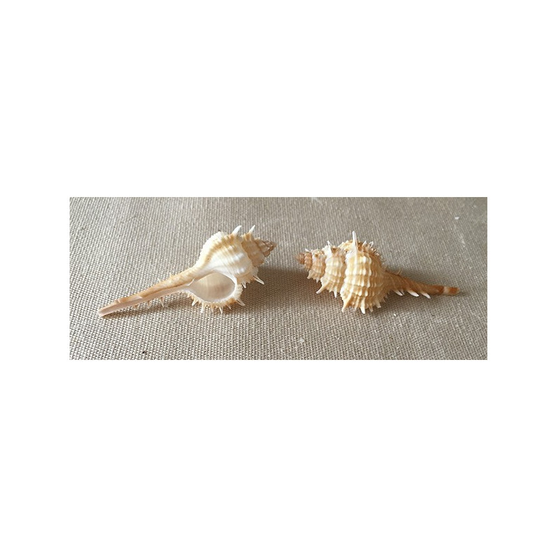 Murex Mindanaensis 7/8cm by 25 - Mappe Monde