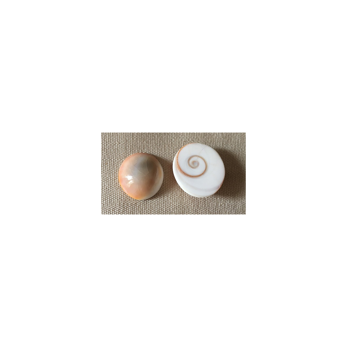 Polished operculum 